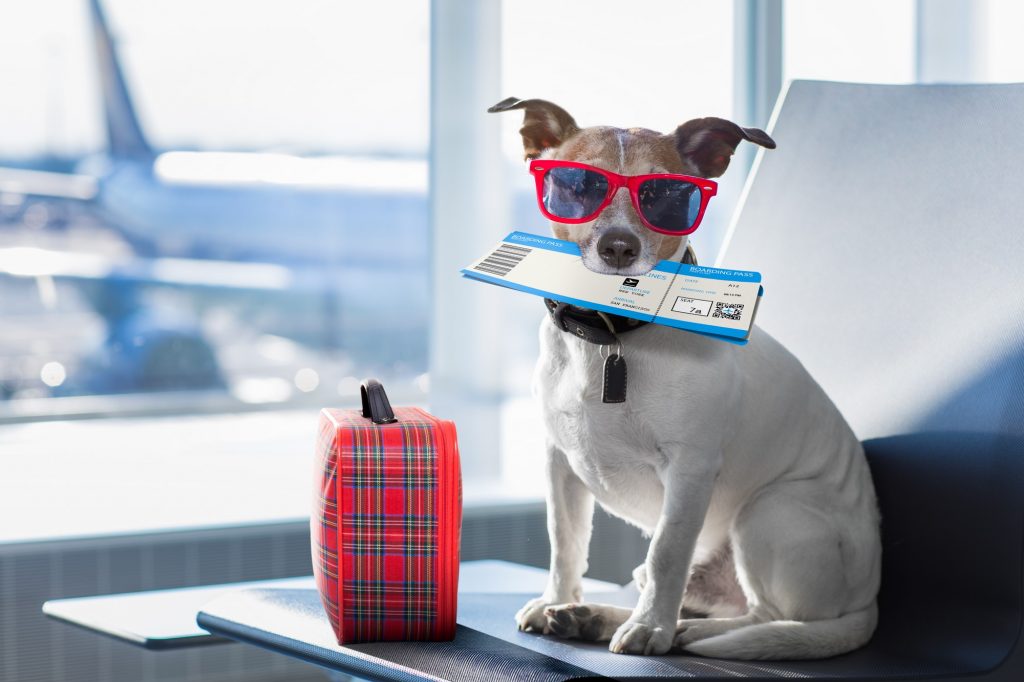 Holiday With Your Dog Lago Di Como